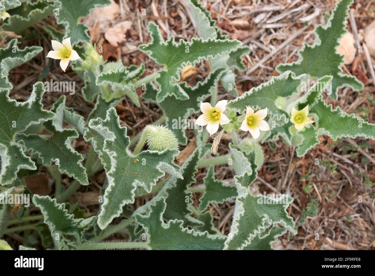 Squirting cucumber seed hi-res stock photography and images - Alamy