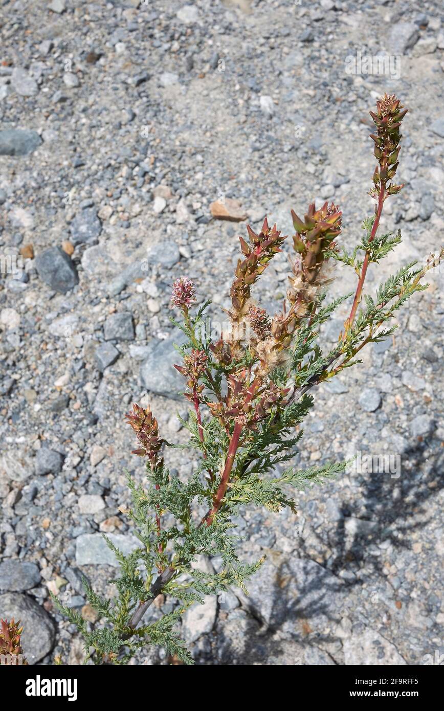 Myricaria germanica shrub in bloom Stock Photo - Alamy