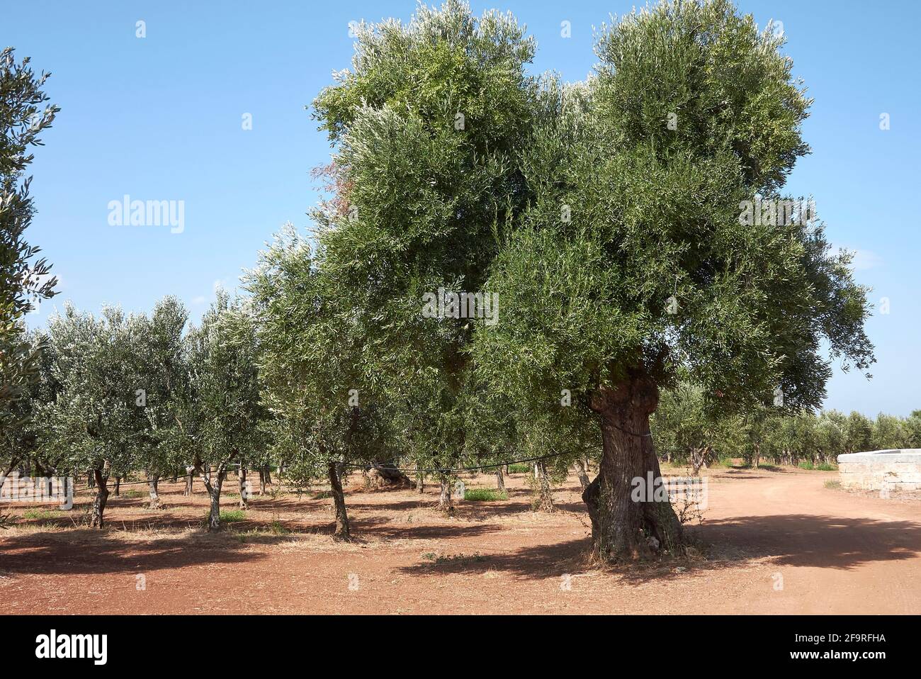 Olea europaea trees in summer Stock Photo - Alamy