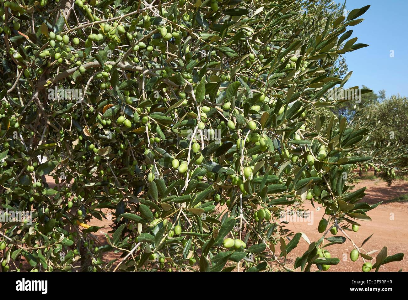 Olea europaea trees hi-res stock photography and images - Alamy