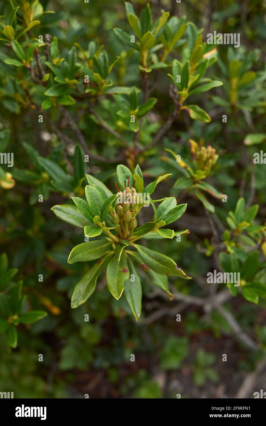 Rusty leaved alpenrose snow rose rhododendron ferrugineum hi-res stock ...