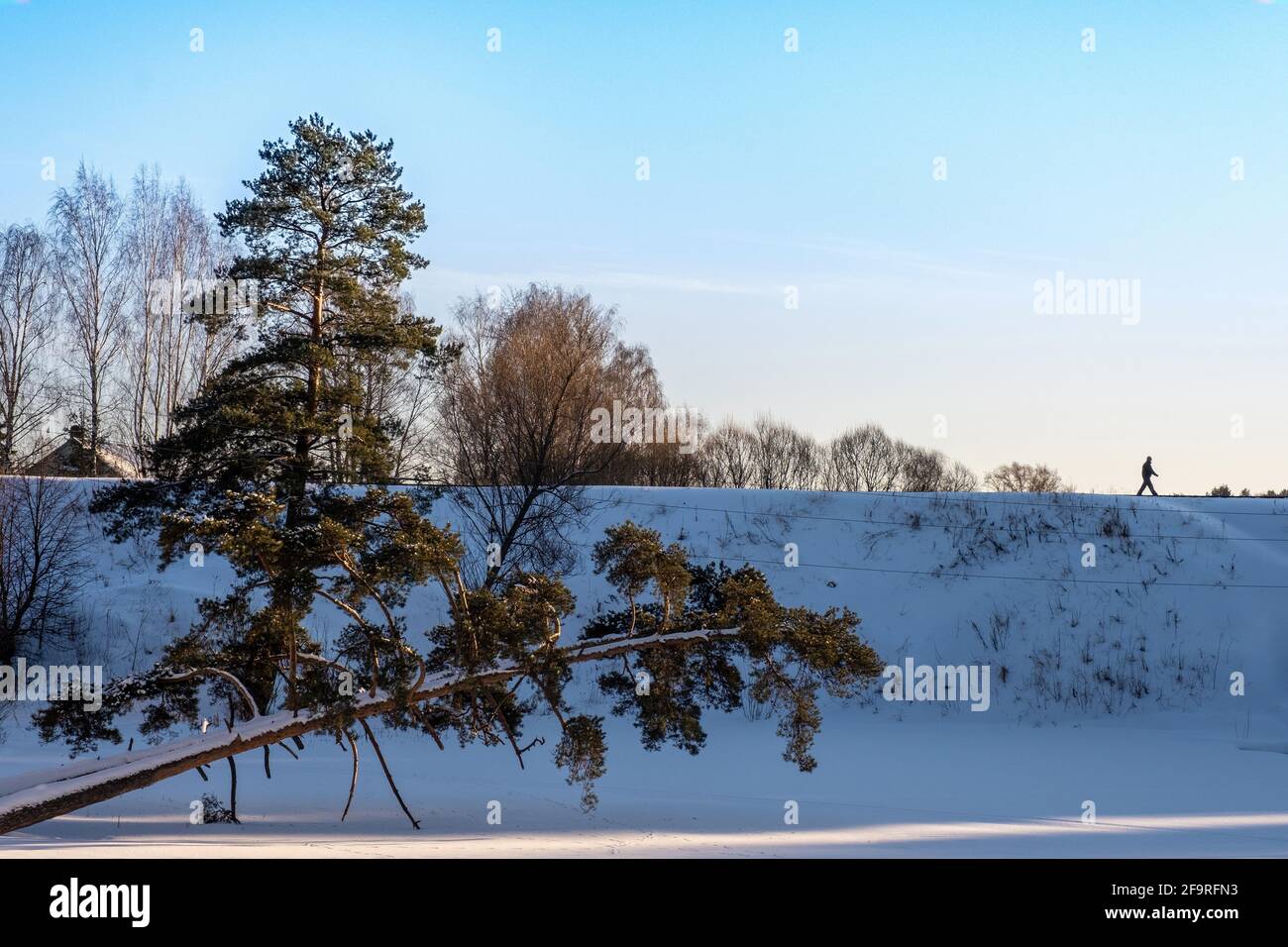 Fallen pine tree hi-res stock photography and images - Alamy
