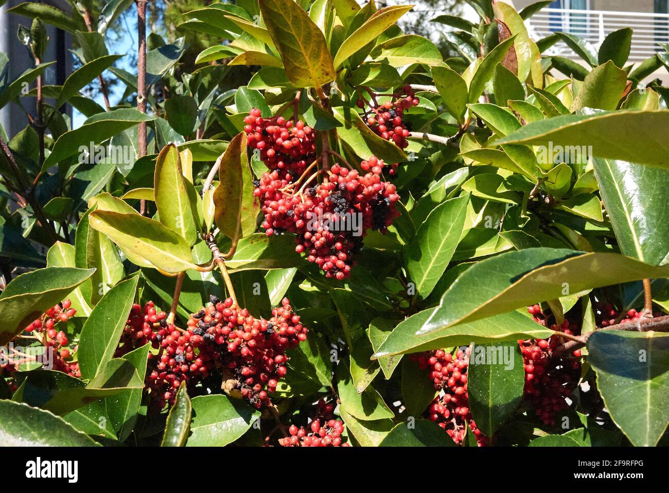 Viburnum odoratissimum red fruit close up Stock Photo - Alamy