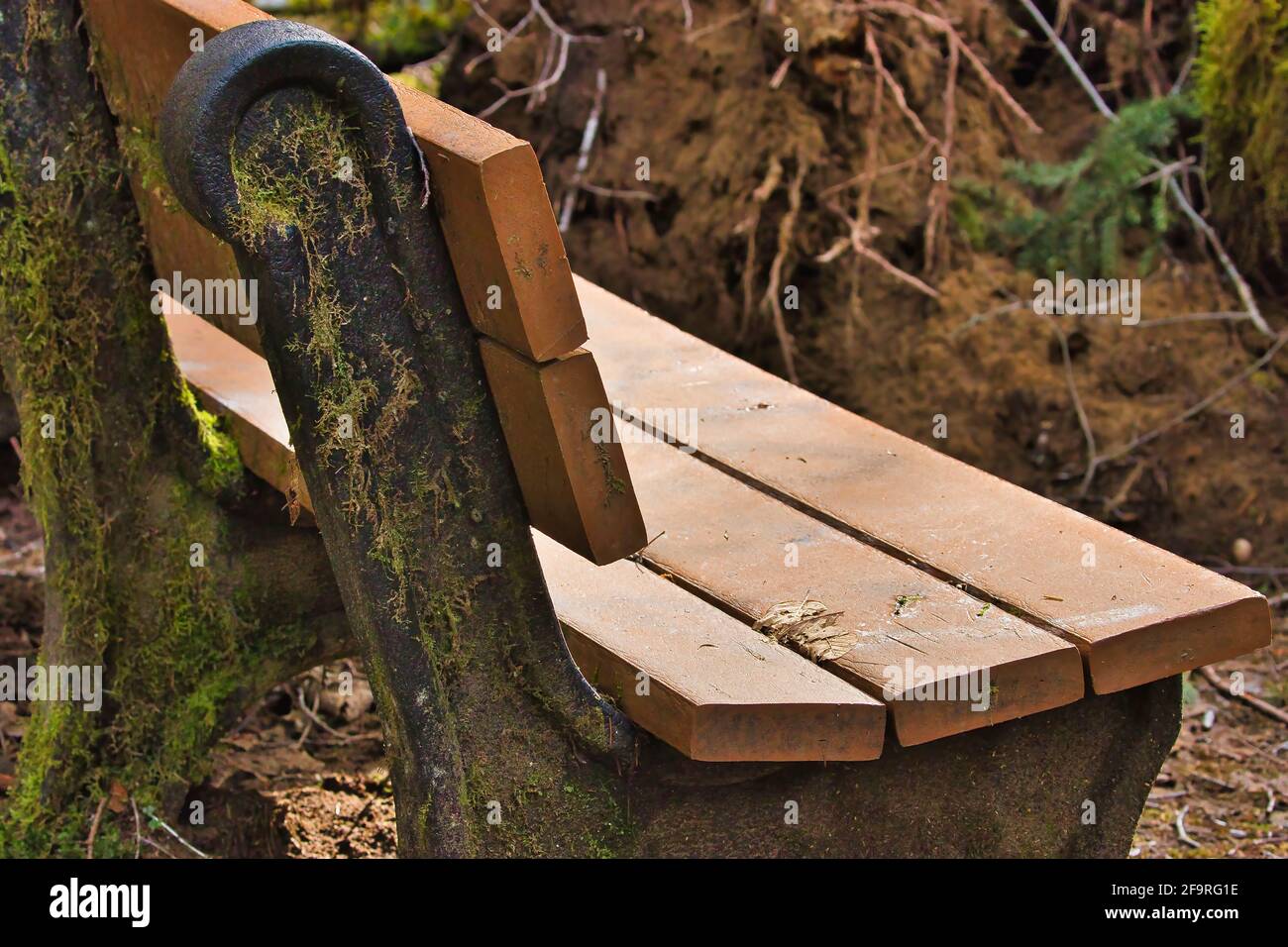 old park bench in the forest covered in moss Stock Photo - Alamy