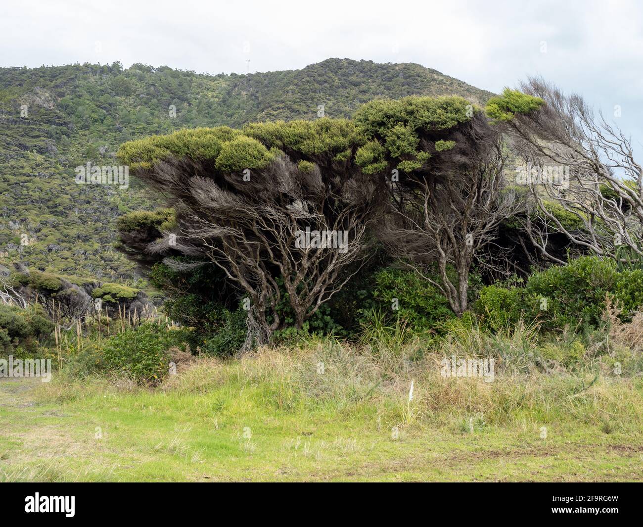 manuka tree at Tasman sea coast Stock Photo - Alamy