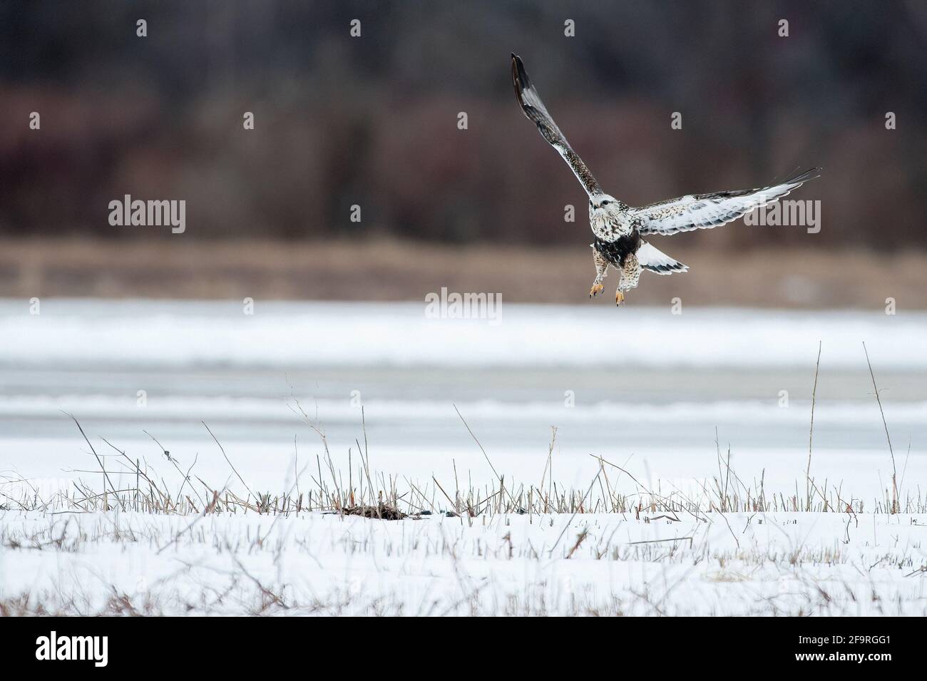 Rough legged hawk in flight during winter Stock Photo - Alamy