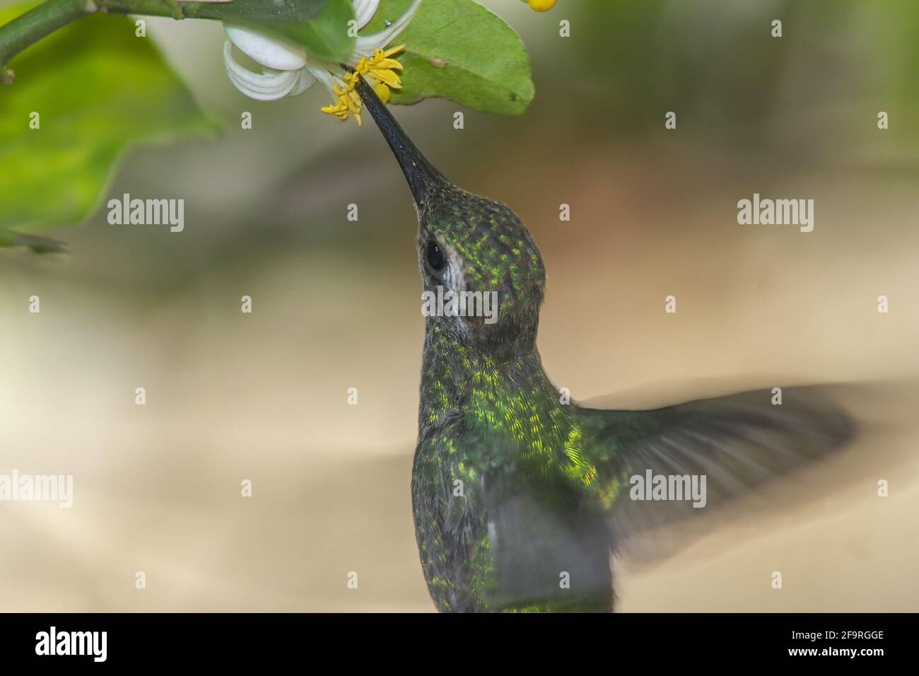 Closeup shot of a hummingbird eating a plant on a blurred background ...