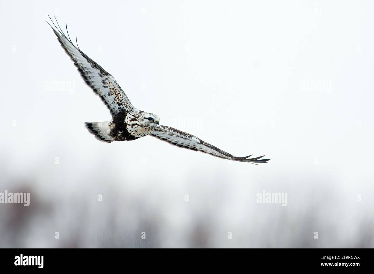 Rough Legged Hawk In Flight