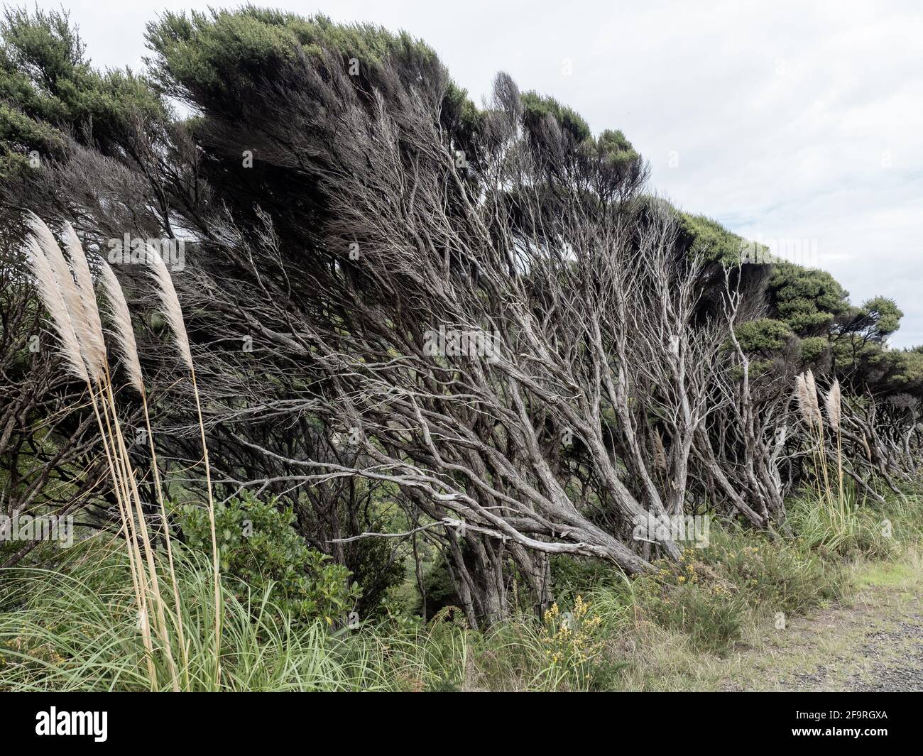 manuka tree at Tasman sea coast Stock Photo - Alamy