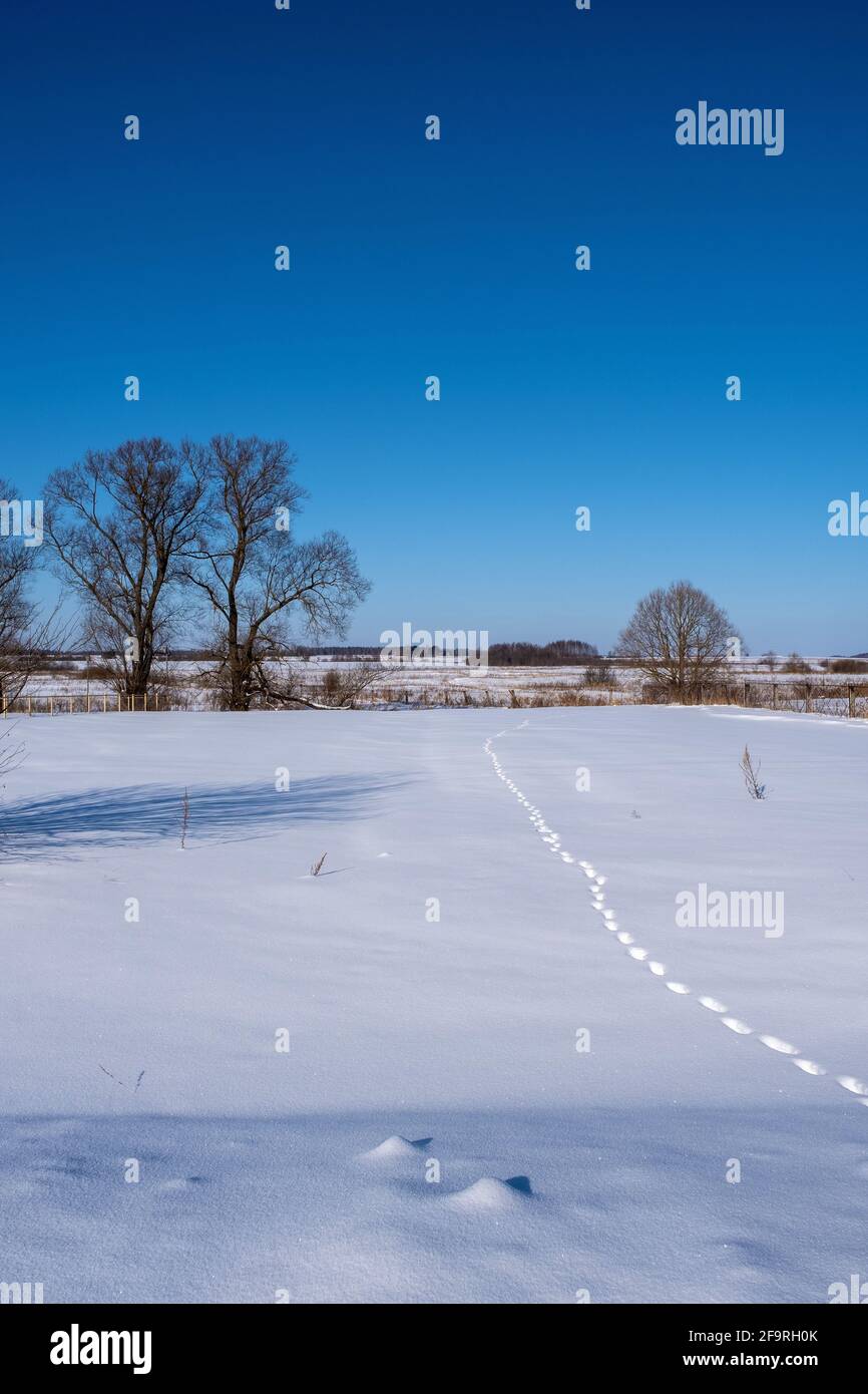 A long chain of human footprints on a snowy field on a frosty sunny day ...