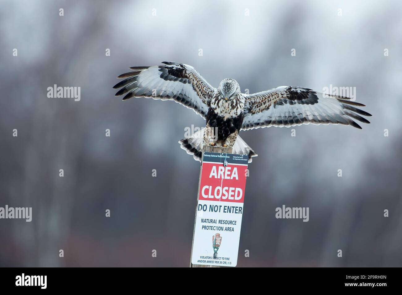 Rough legged hawk in flight during winter Stock Photo - Alamy