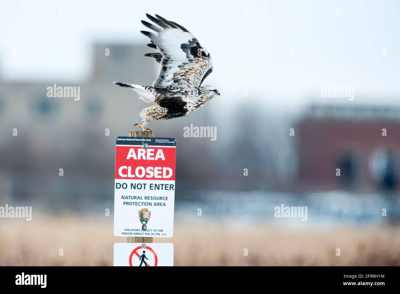 Rough legged hawk in flight during winter Stock Photo - Alamy