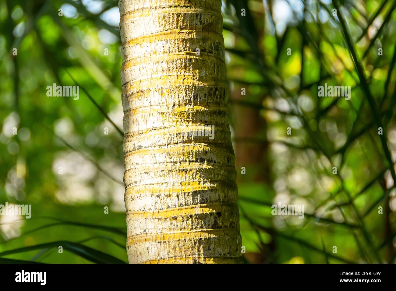 Palm tree trunk close up in the jungle Stock Photo - Alamy