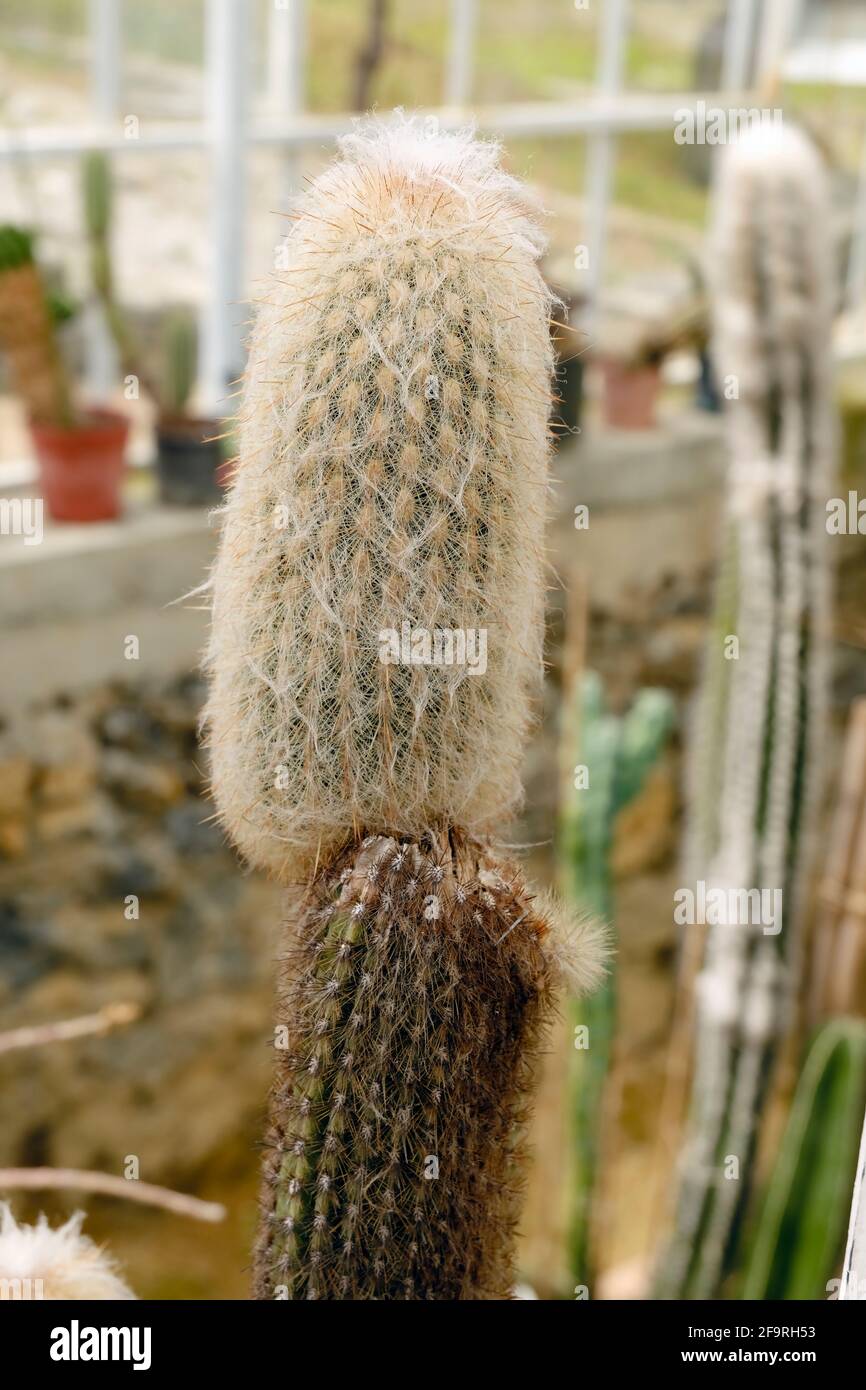 Strange looking fluffy cactus close up Stock Photo - Alamy