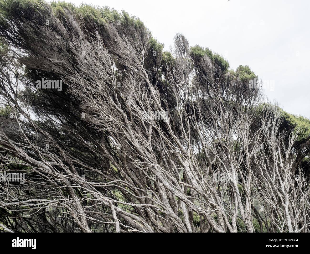manuka tree at Tasman sea coast Stock Photo - Alamy