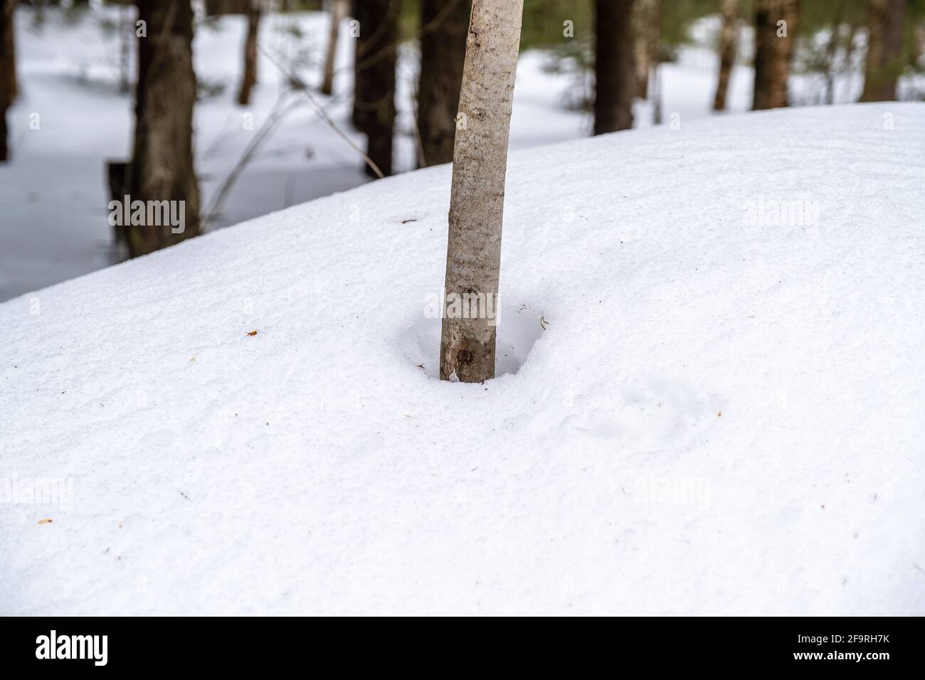 Thin tree hi-res stock photography and images - Alamy