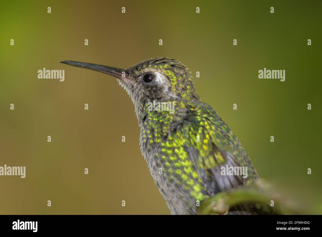 Beautiful green bee hummingbird looking ahead with blurred yellow-green ...