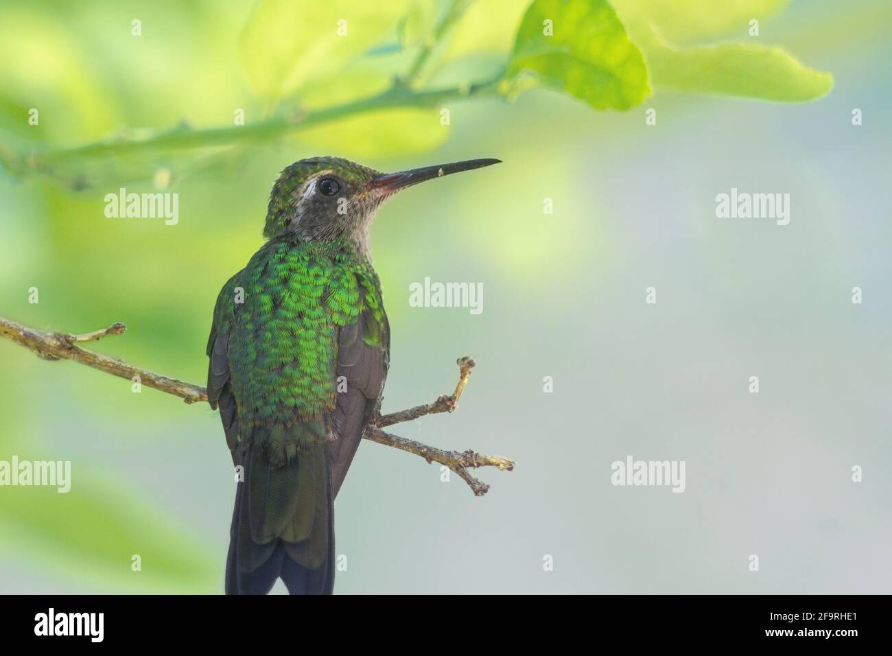 Gorgeous green bee hummingbird from behind, looking to the side on the ...