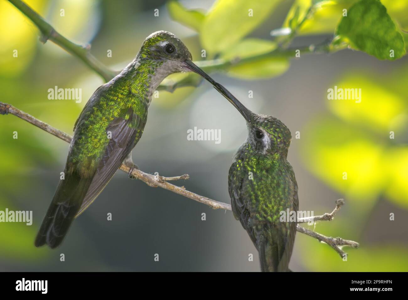 Mother hummingbird feeding its baby on a thin branch in a sunny forest ...