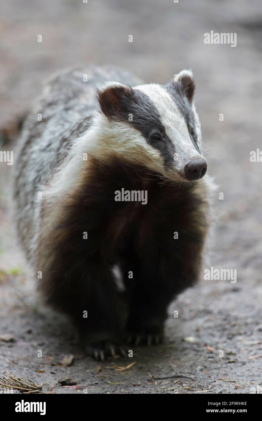 European badger (Meles meles) foraging in spring Stock Photo - Alamy