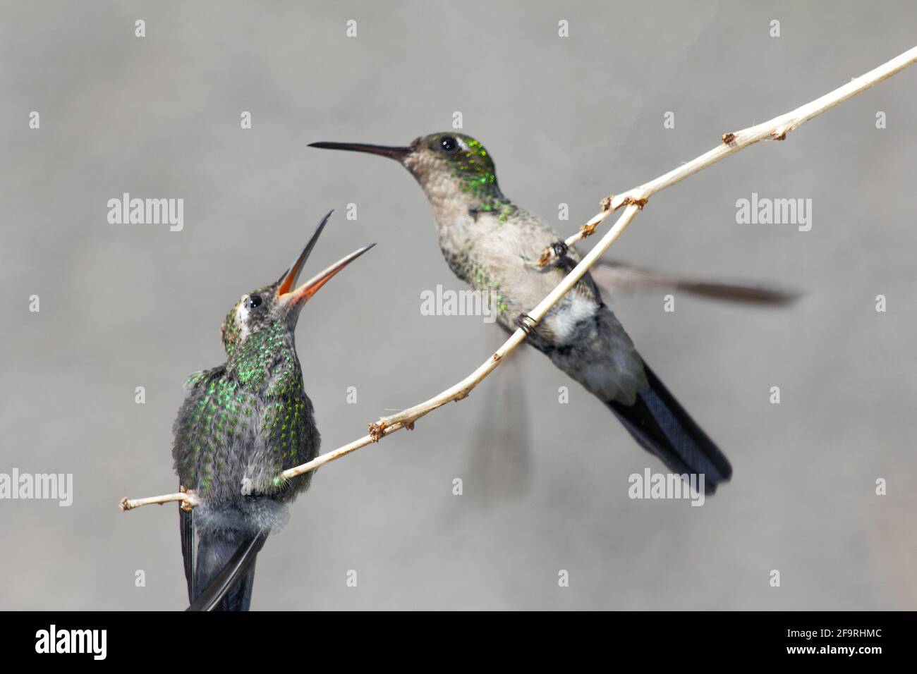 Hummingbird with open mouth hi-res stock photography and images - Alamy