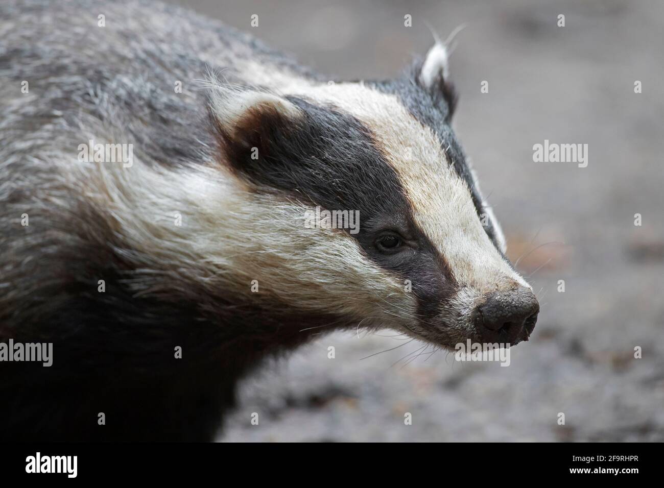 Badger close up hi-res stock photography and images - Alamy