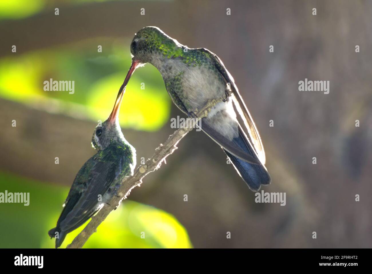 Parent hummingbird in a sunny forest, feeding its child nectar at the ...