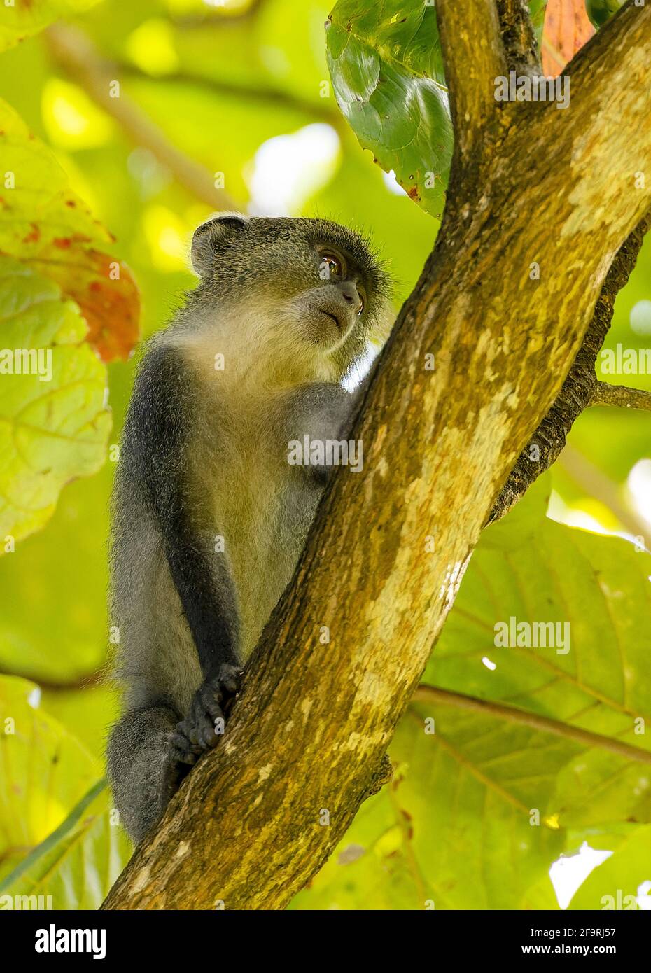 White throated guenon hi-res stock photography and images - Alamy