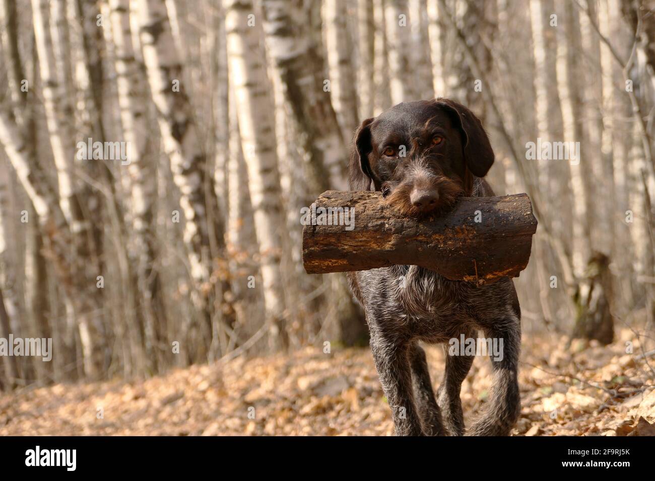 Breed dog, German breed, hunter, in the woods Stock Photo - Alamy