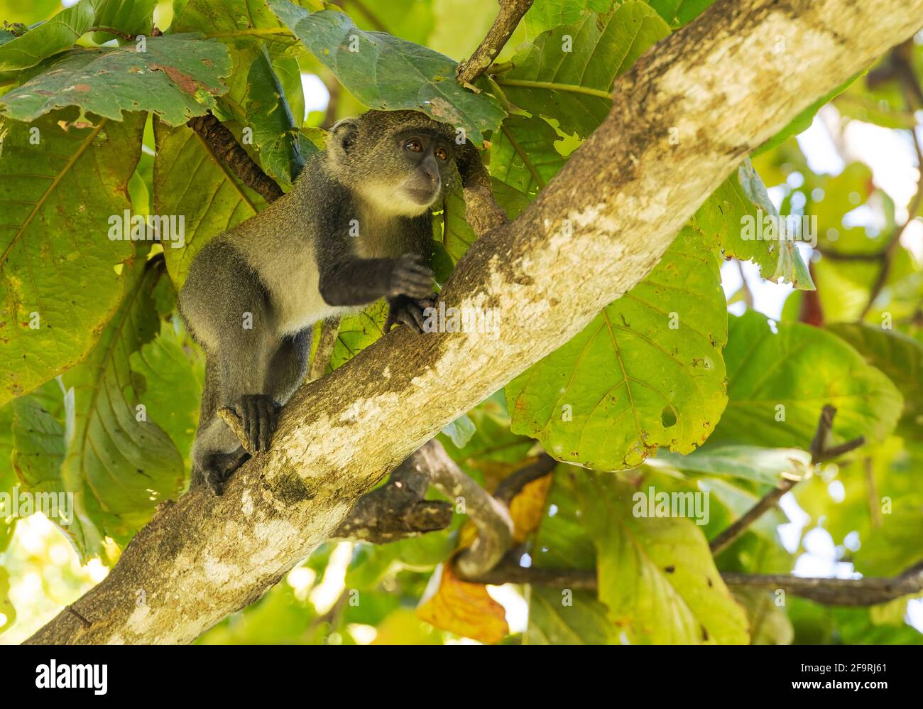 White throated guenon hi-res stock photography and images - Alamy