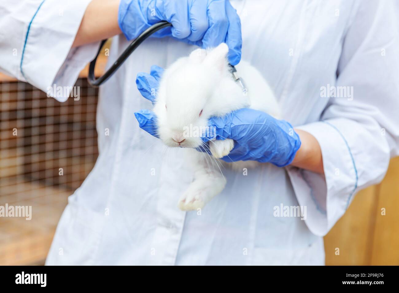Veterinarian woman with stethoscope holding and examining rabbit on ...