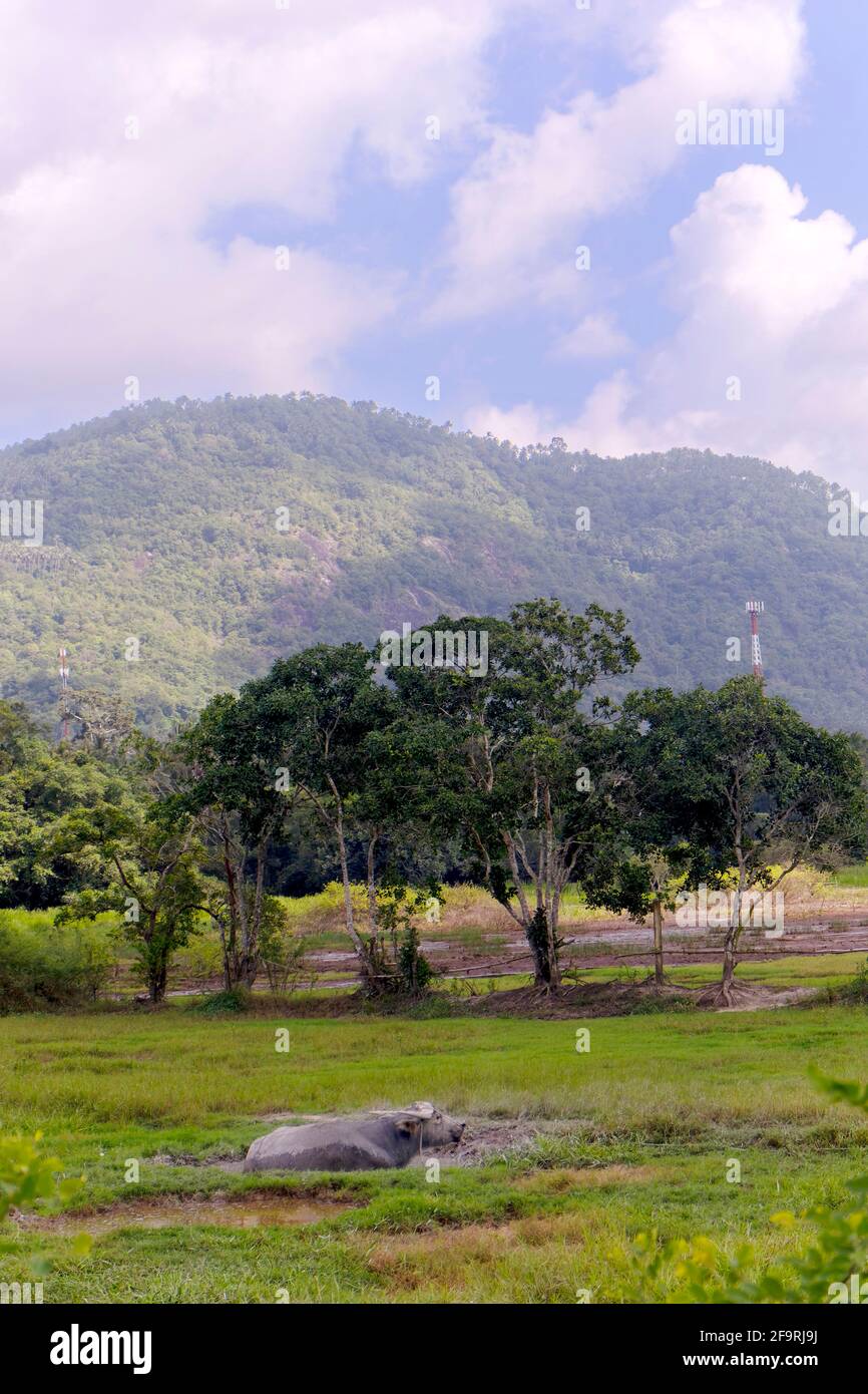 Beautiful Landscape, Ko Samui, Thailand, Asia Stock Photo - Alamy