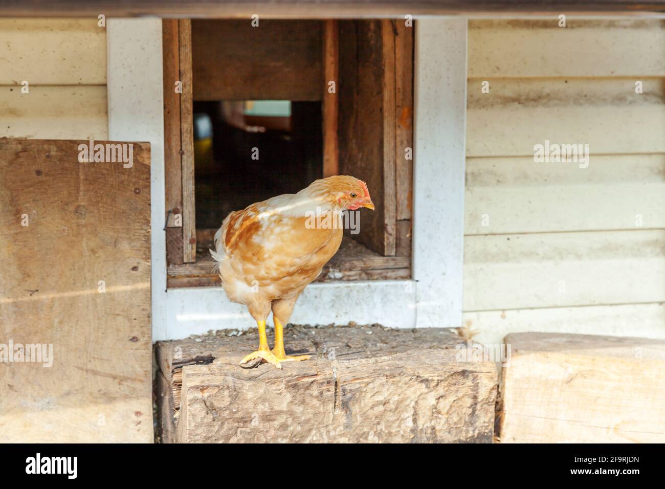 Free range chicken on organic animal farm freely grazing in yard on ...