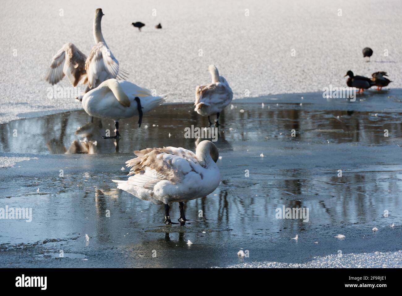Mute Swans standing on ice Stock Photo - Alamy