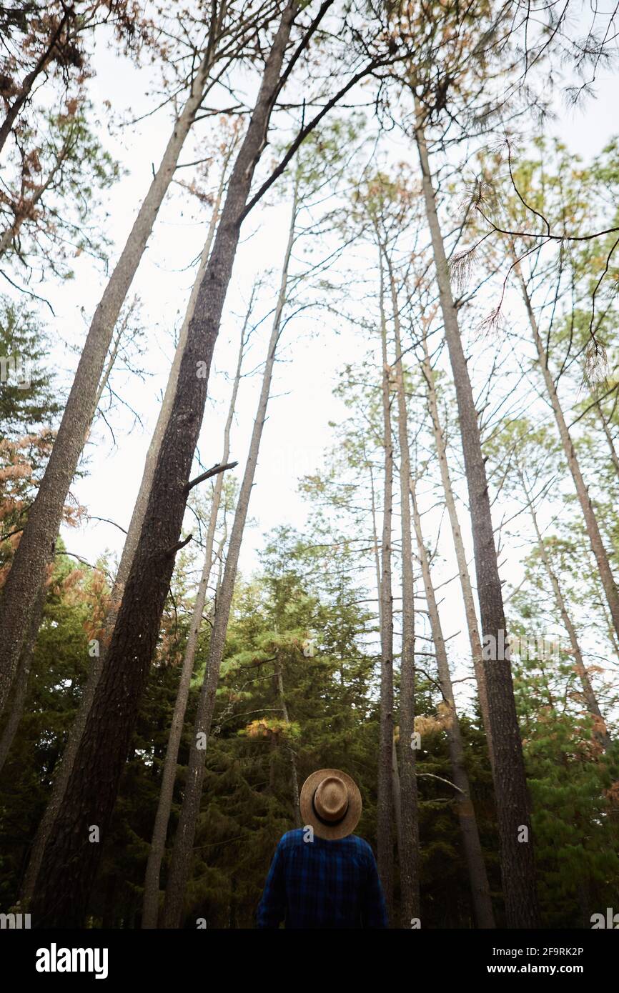 Man in forrest not running hi-res stock photography and images - Alamy