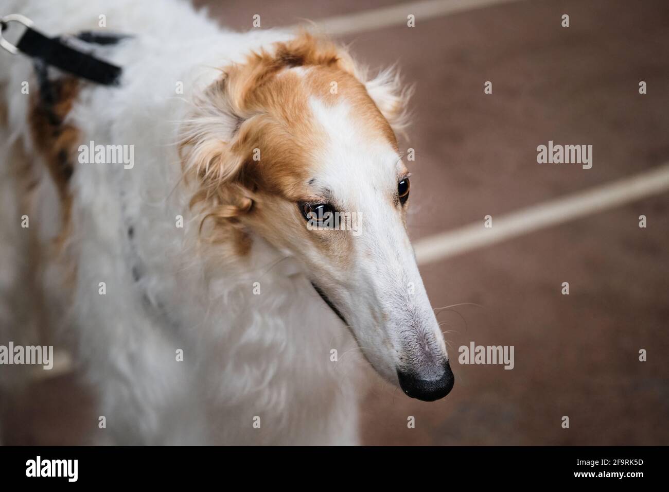 Russian greyhound hi-res stock photography and images - Alamy