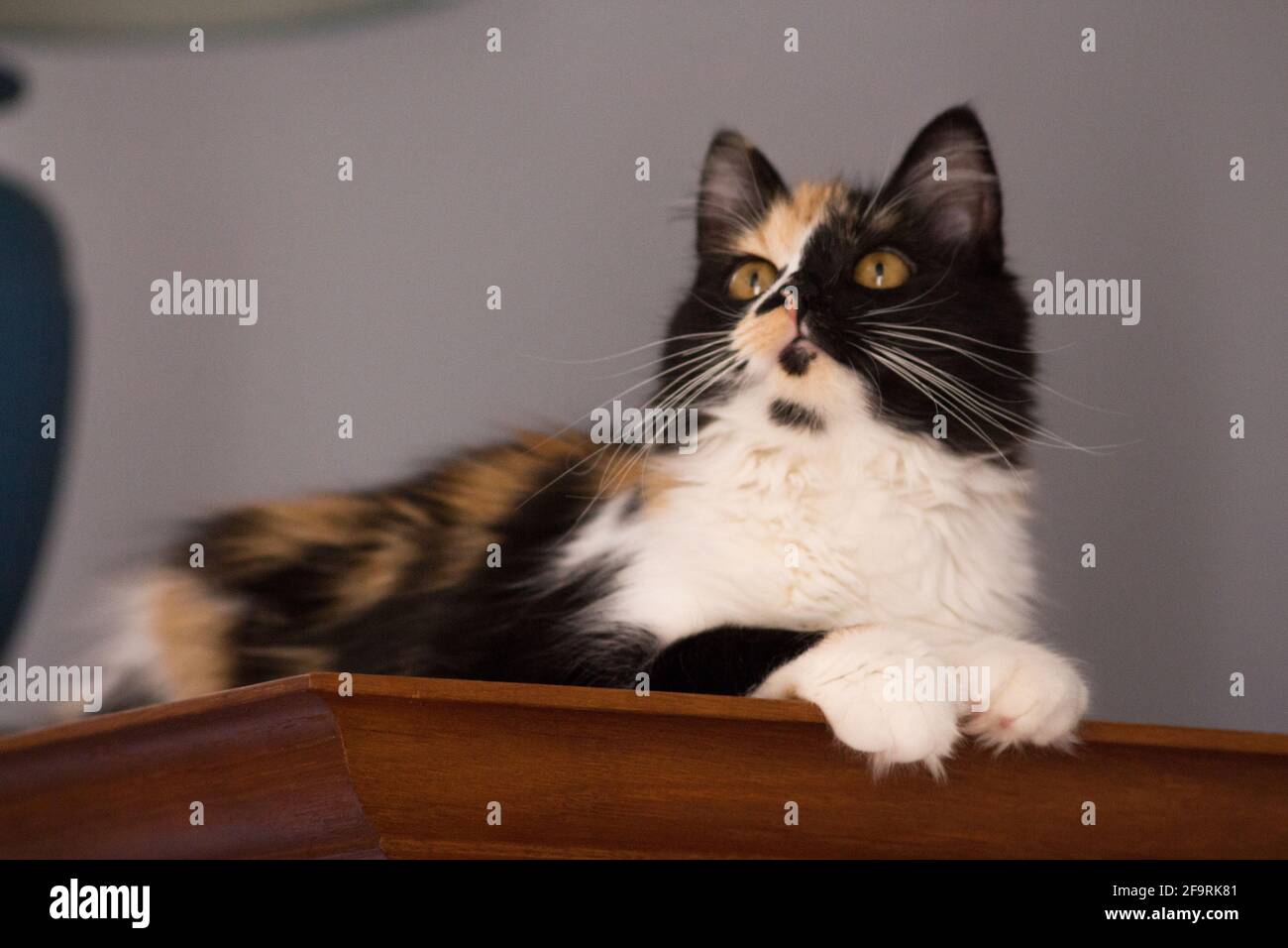 Sweet cat, tortoiseshell and white cat. Female lapjeskat. Calico cat ...