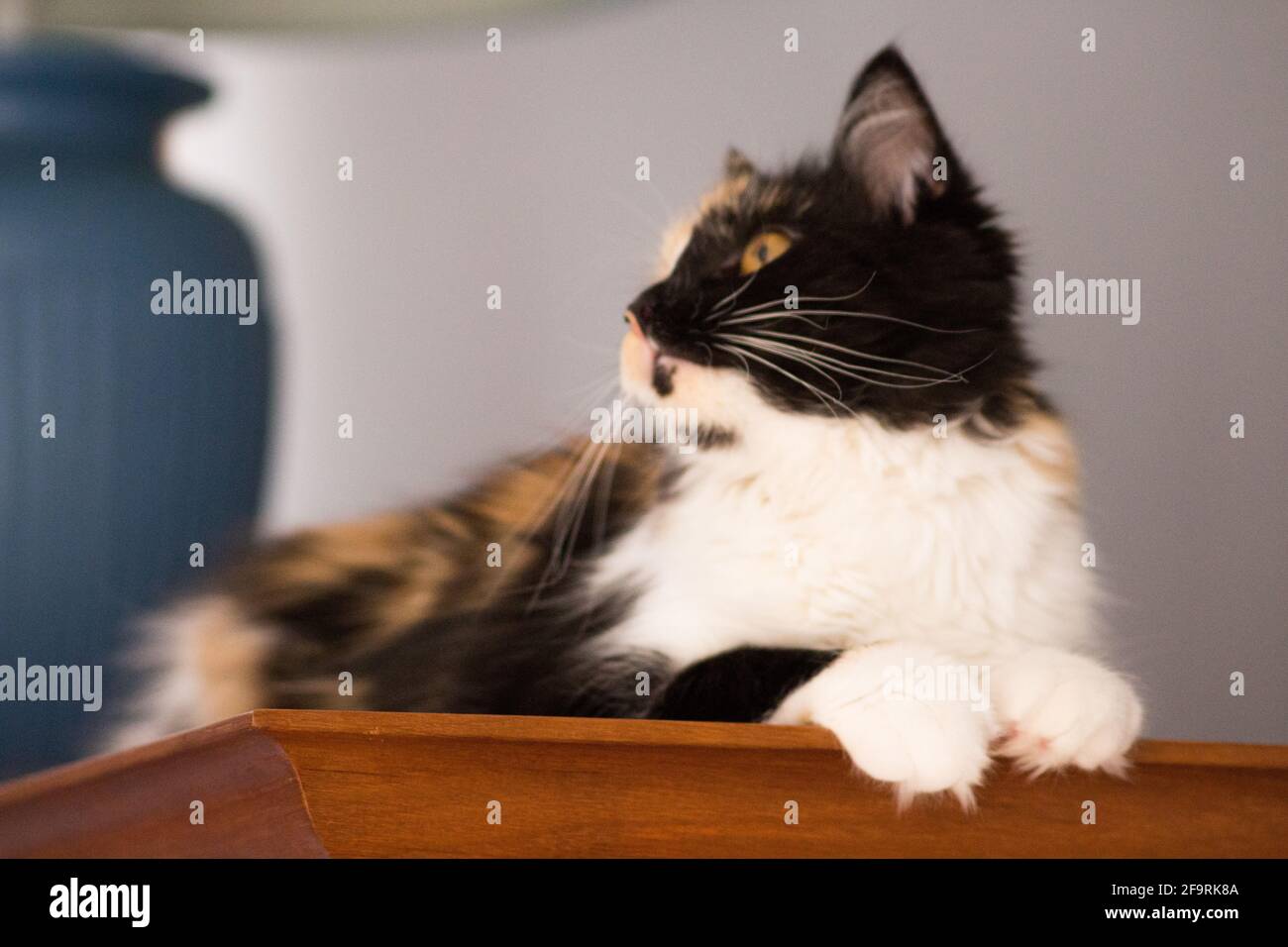 Sweet cat, tortoiseshell and white cat. Female lapjeskat. Calico cat ...