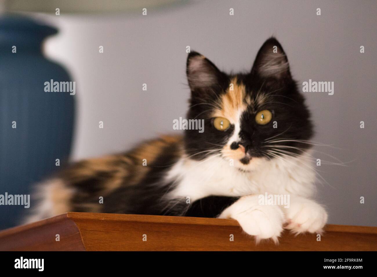 Sweet cat, tortoiseshell and white cat. Female lapjeskat. Calico cat ...
