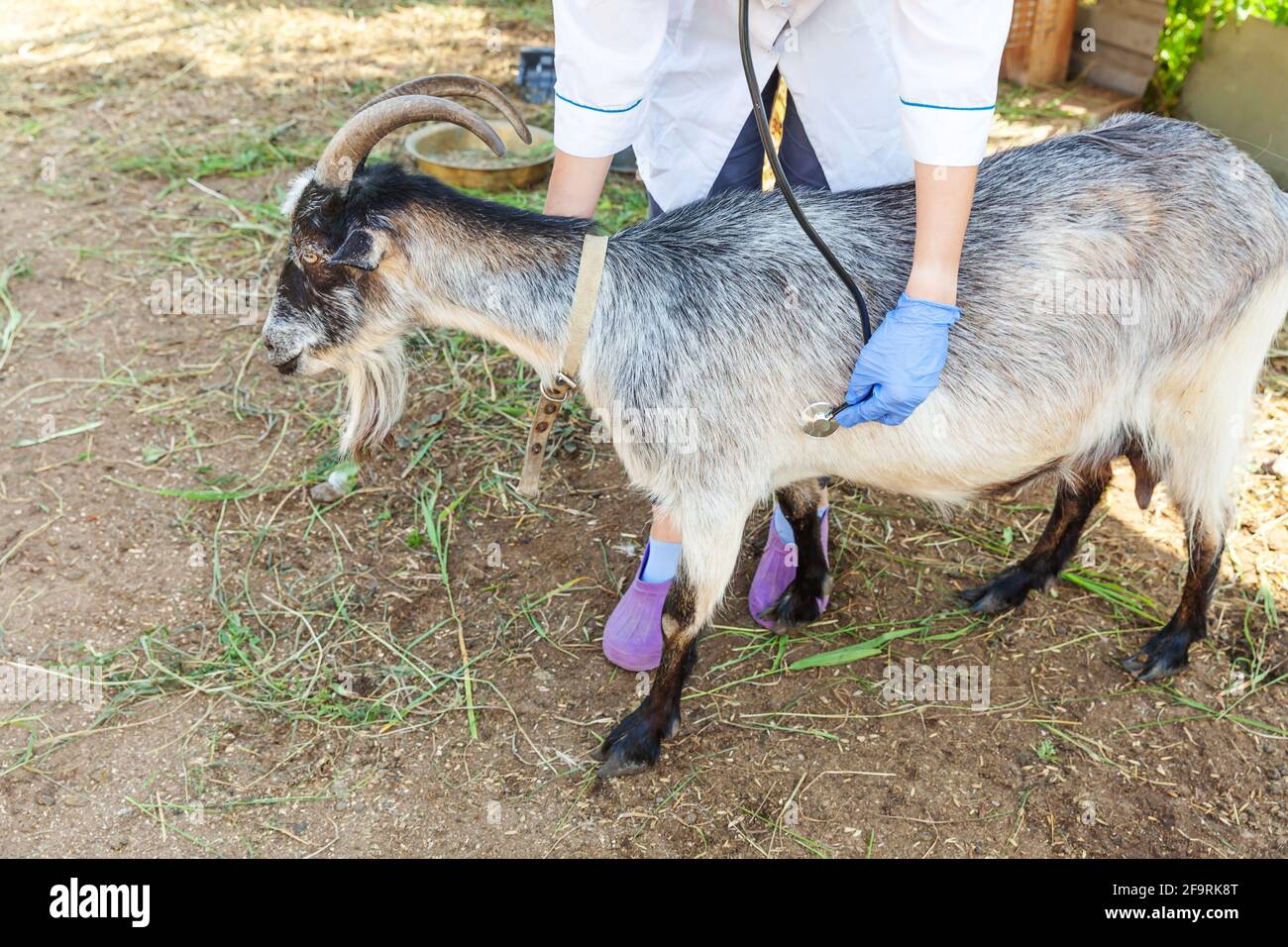 Young veterinarian woman with stethoscope holding and examining goat on ...