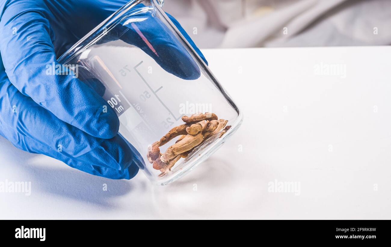 Magic Mushrooms in laboratory. Psilocybin science and research. Person ...