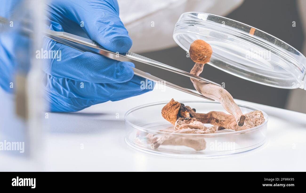 Scientist examining magic mushrooms with a loupe and tweezers in a ...