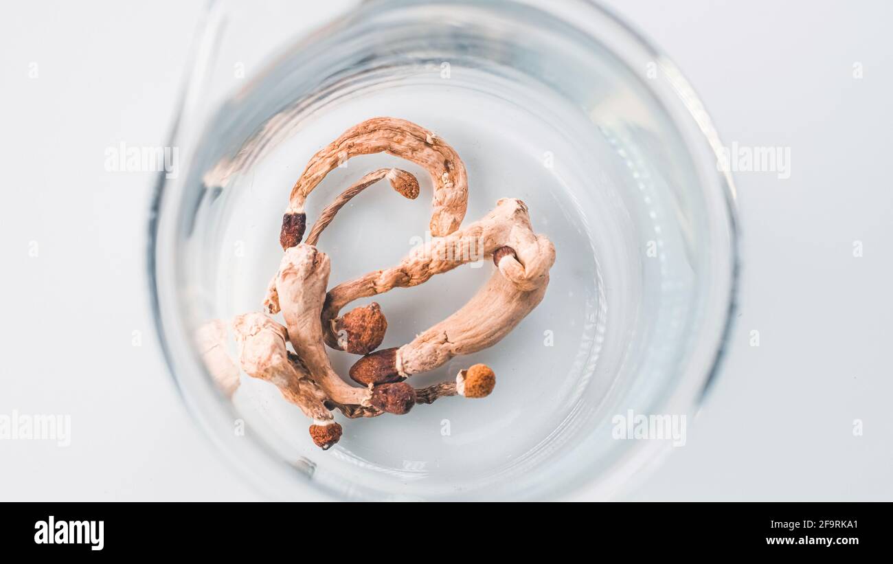 Poisonous plant research laboratory hi-res stock photography and images ...