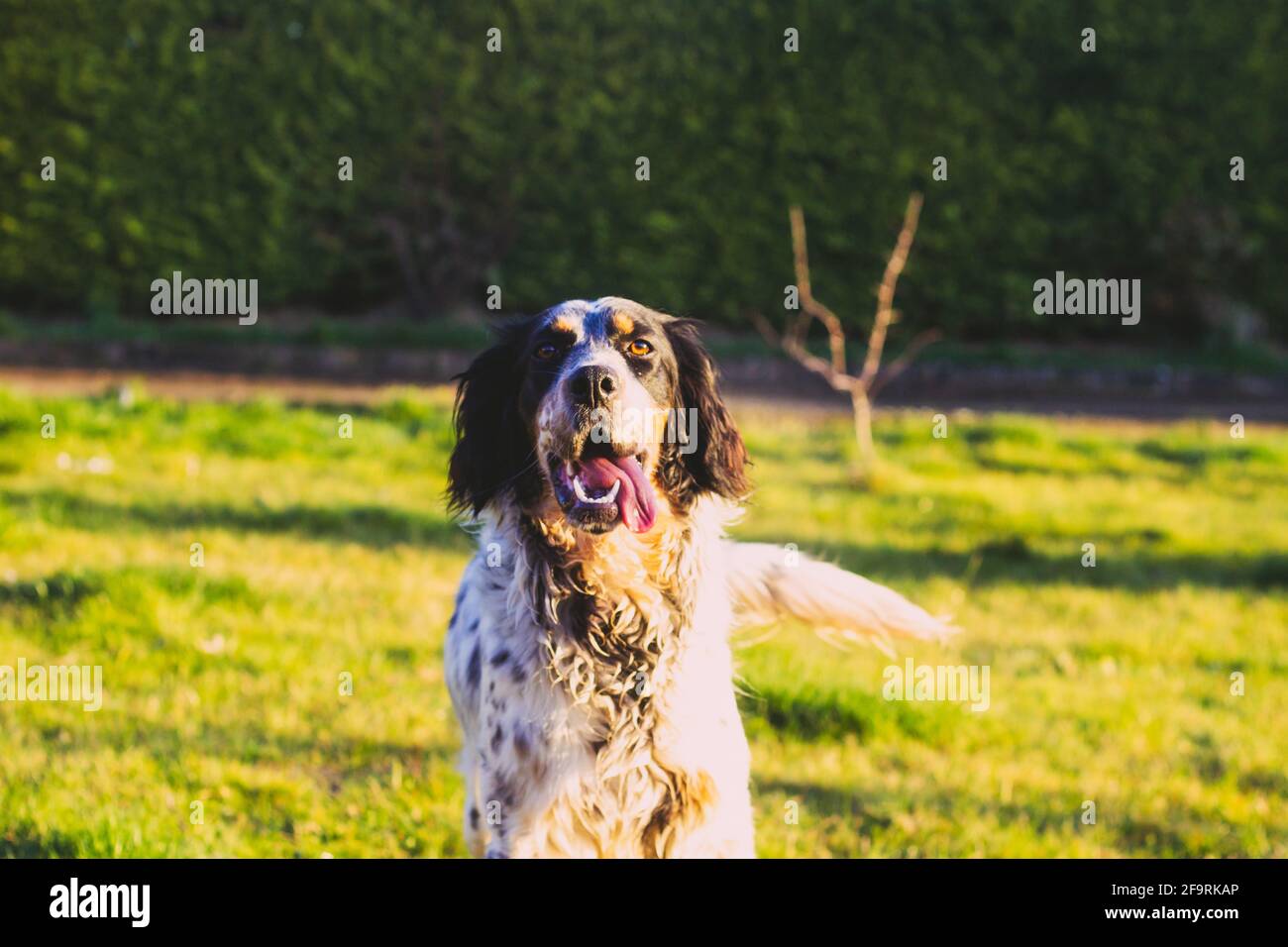 Is The Burgos Pointer Considered Aggressive