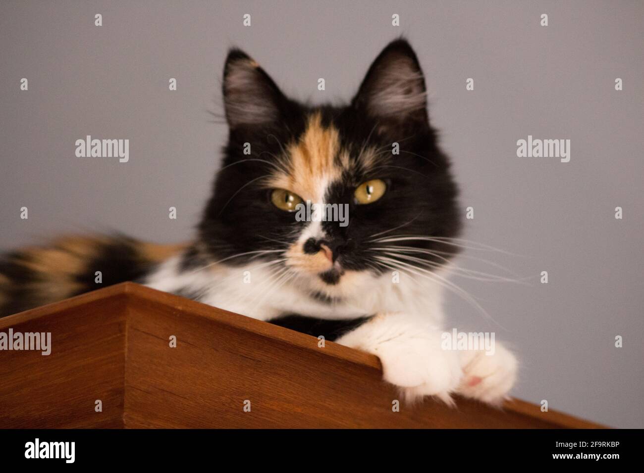 Sweet cat, tortoiseshell and white cat. Female lapjeskat. Calico cat ...