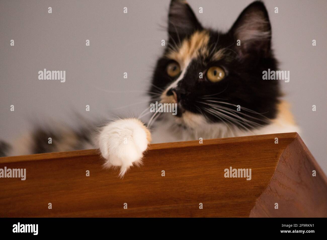 Sweet cat, tortoiseshell and white cat. Female lapjeskat. Calico cat ...