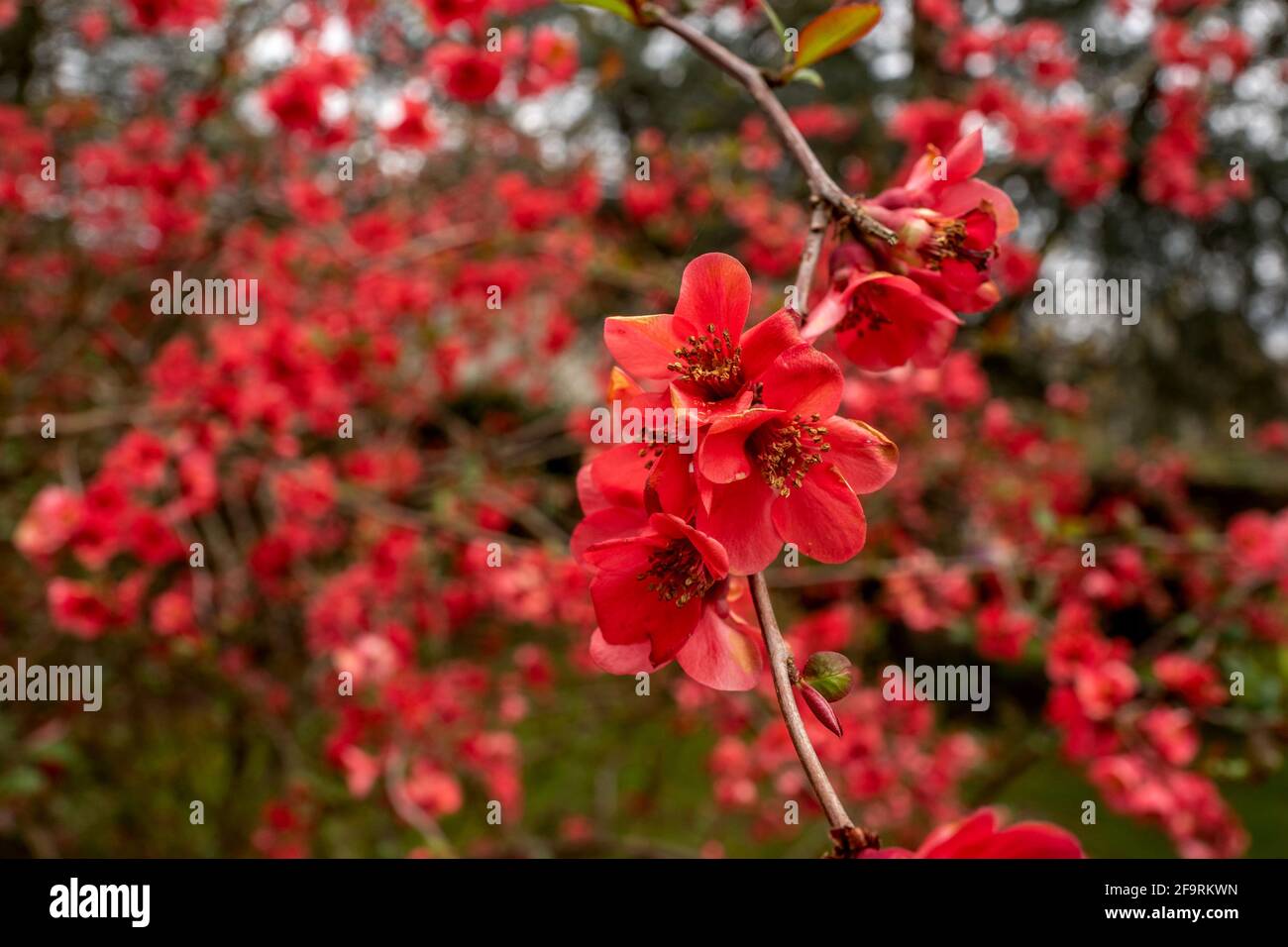 Bolney, April 15th 2021: Countryside around the village of Bolney in ...