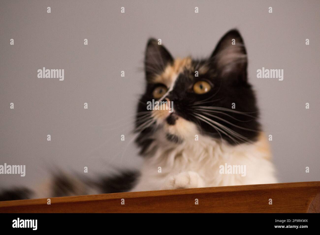 Sweet cat, tortoiseshell and white cat. Female lapjeskat. Calico cat ...