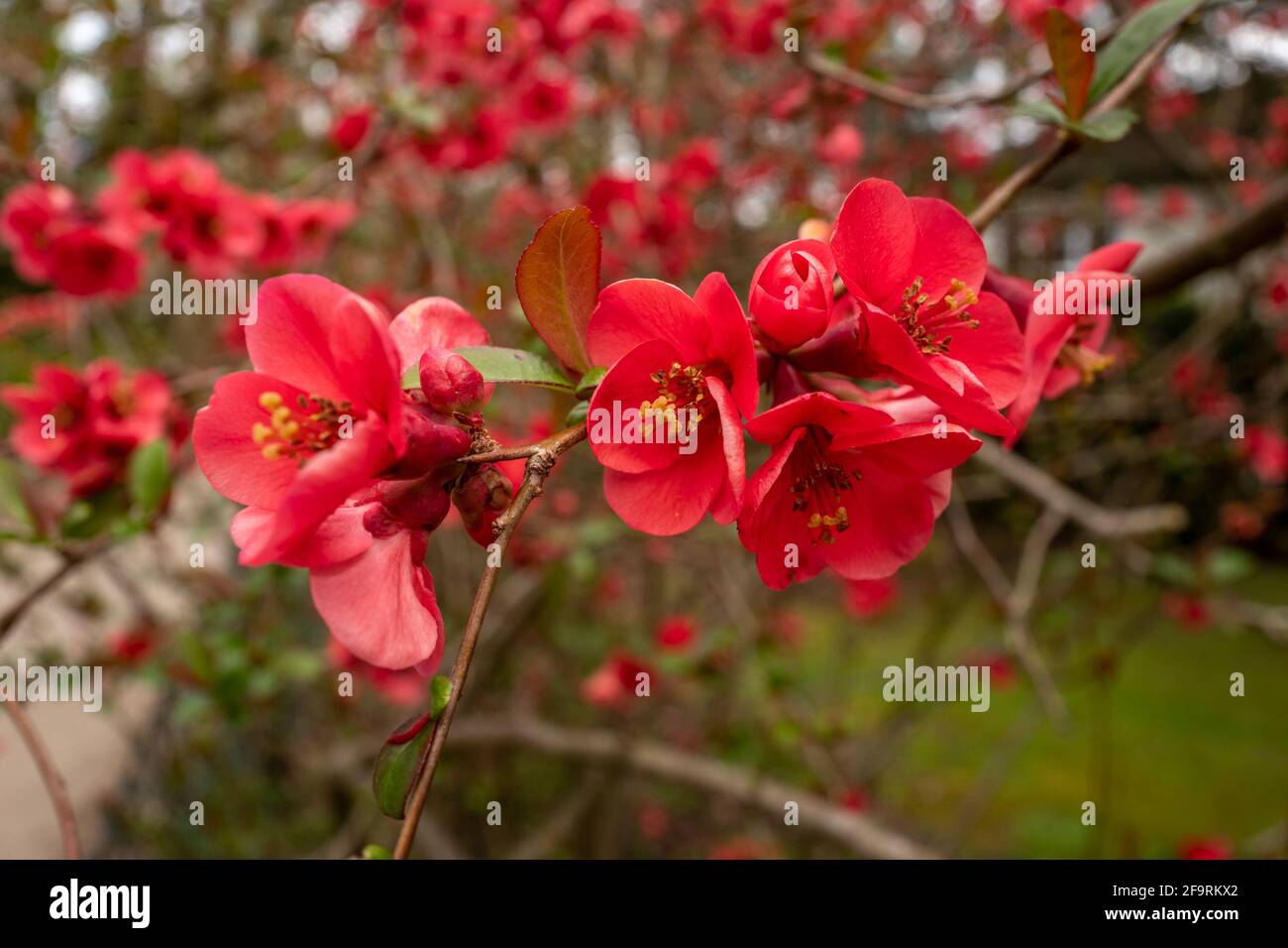 Bolney, April 15th 2021: Countryside around the village of Bolney in ...