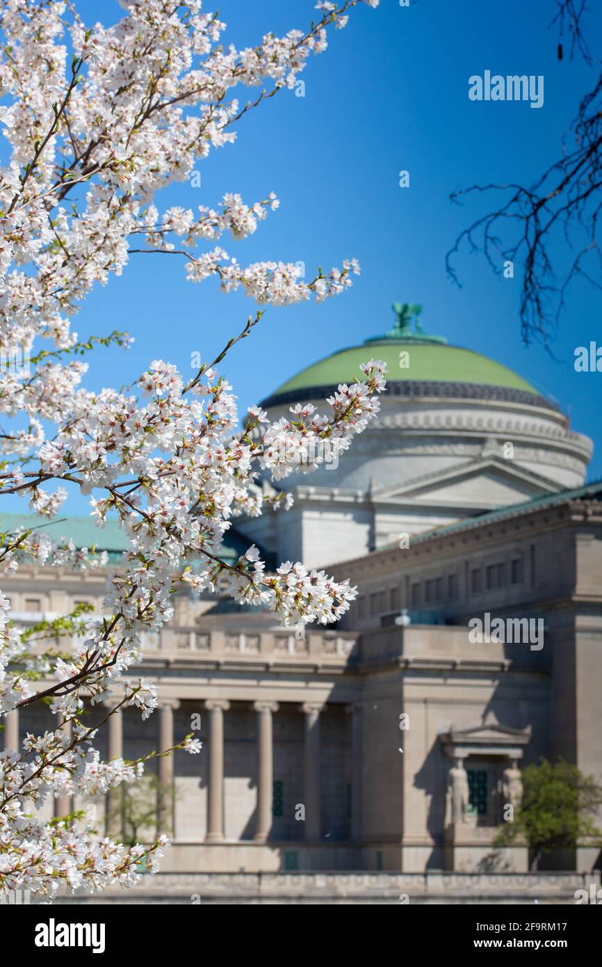 Cherry blossoms blooming with the Museum of Science and industry in the ...